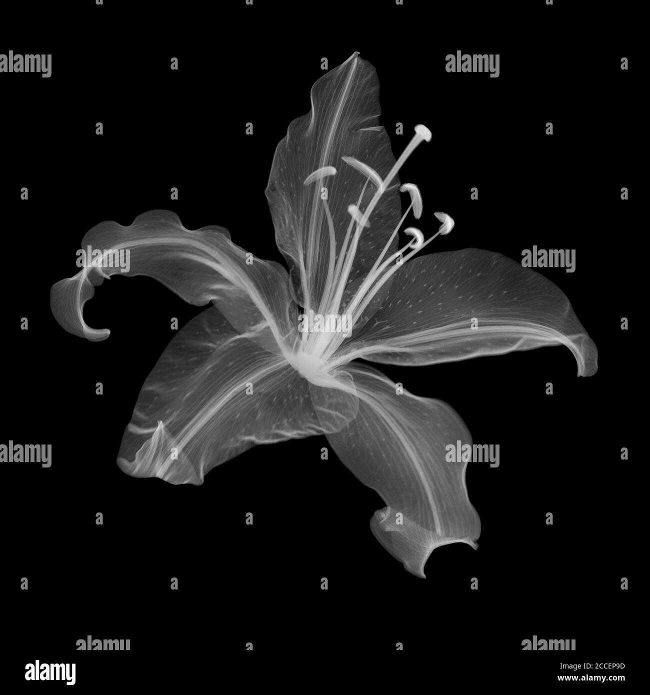 Lily flower (Lilium sp.), X-ray Stock Photo - Alamy