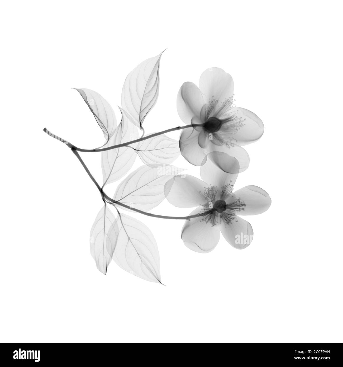 Orange tree flowers citrus Cut Out Stock Images & Pictures - Alamy