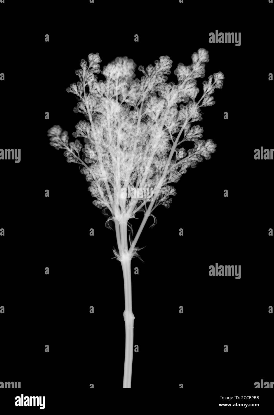 Syringa sp hi-res stock photography and images - Alamy