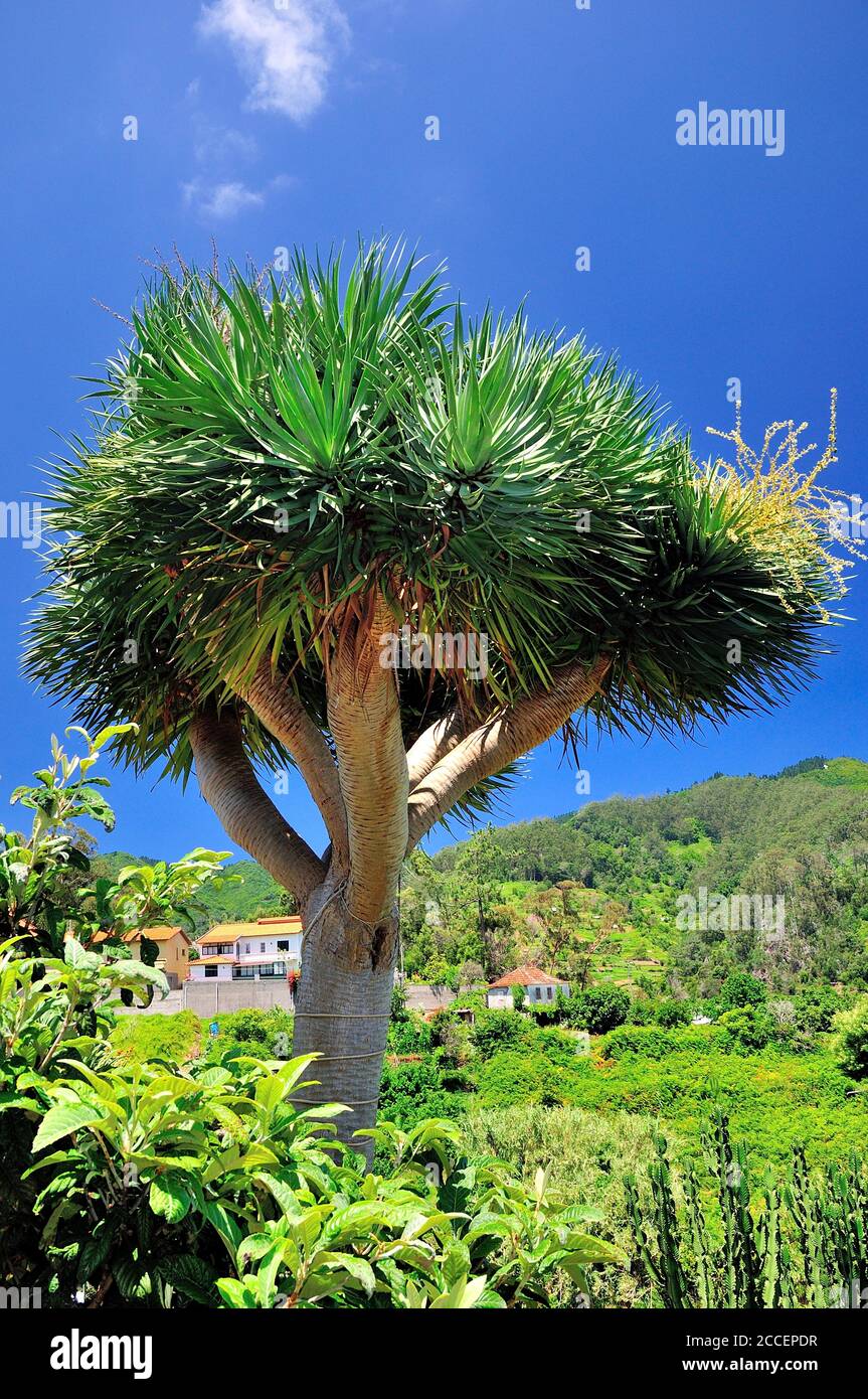 Dragons Blood Tree High Resolution Stock Photography and Images - Alamy