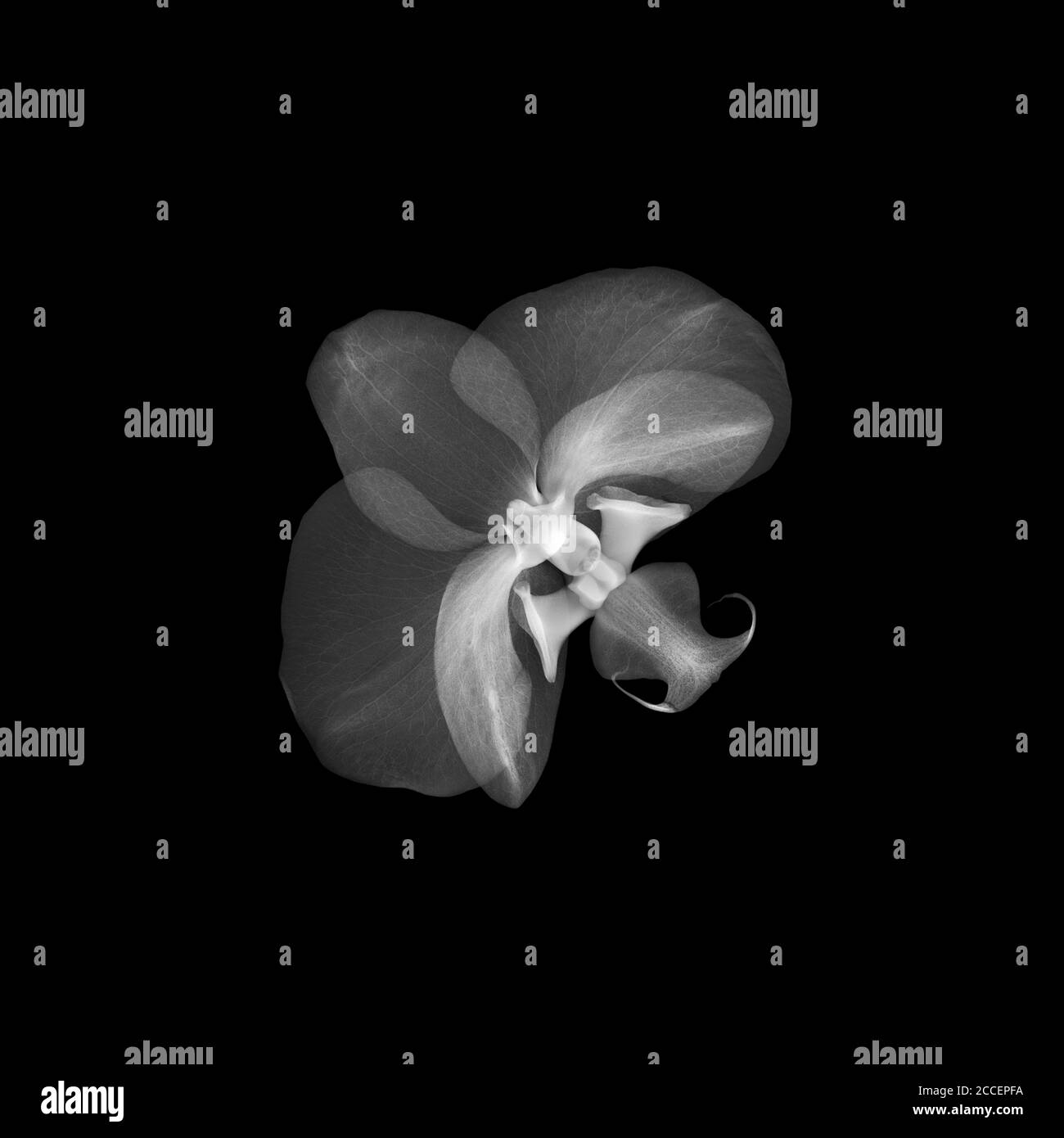 Orchid flower detail Black and White Stock Photos & Images - Alamy