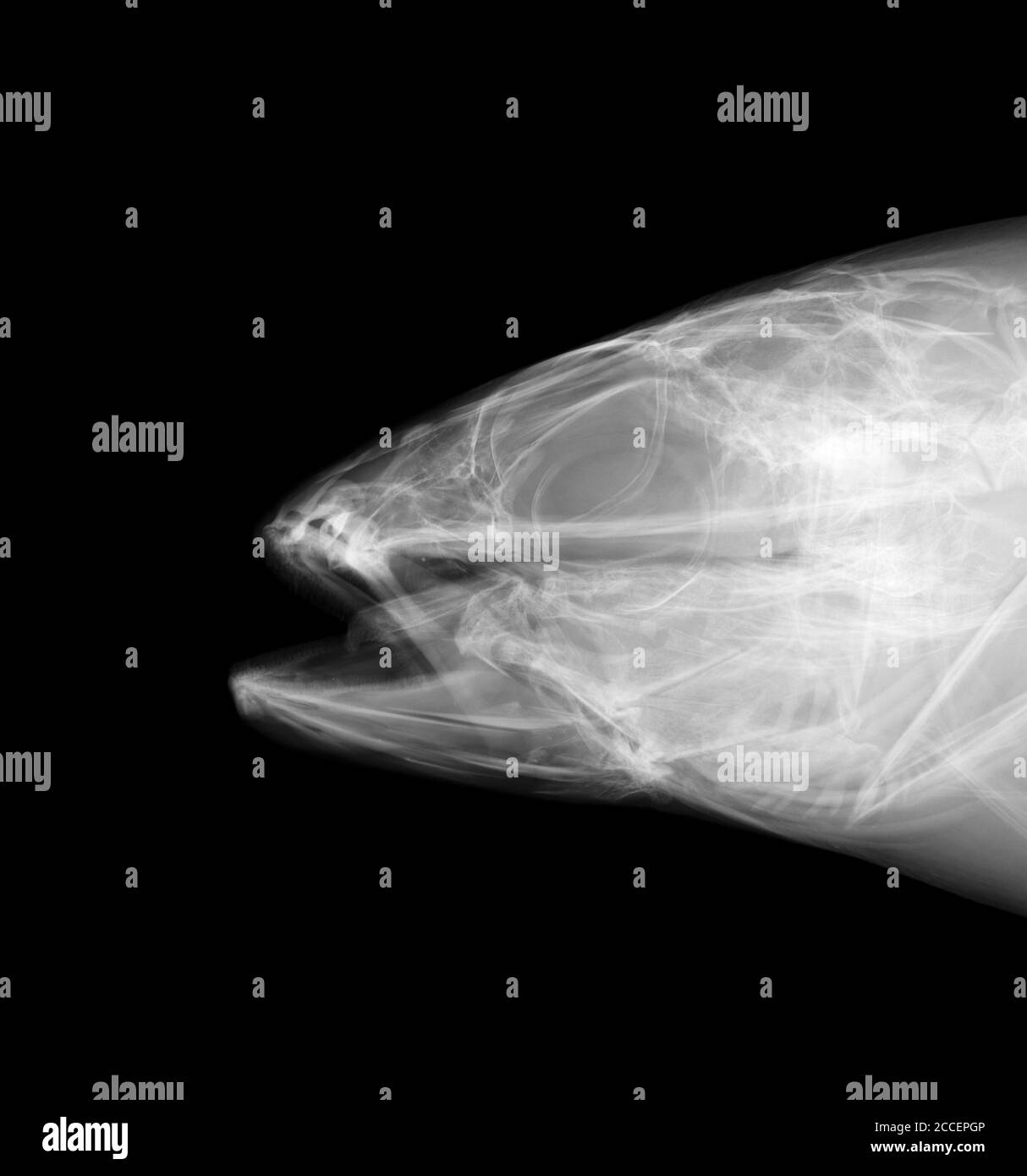 Xray Fish High Resolution Stock Photography and Images - Alamy
