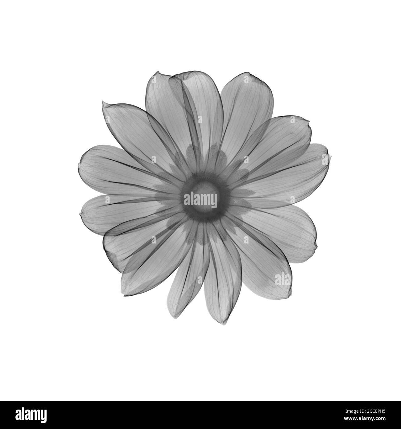 Flower close up background Cut Out Stock Images & Pictures - Alamy