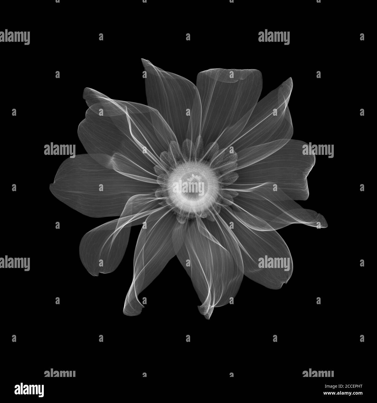 Xray flower hi-res stock photography and images - Alamy
