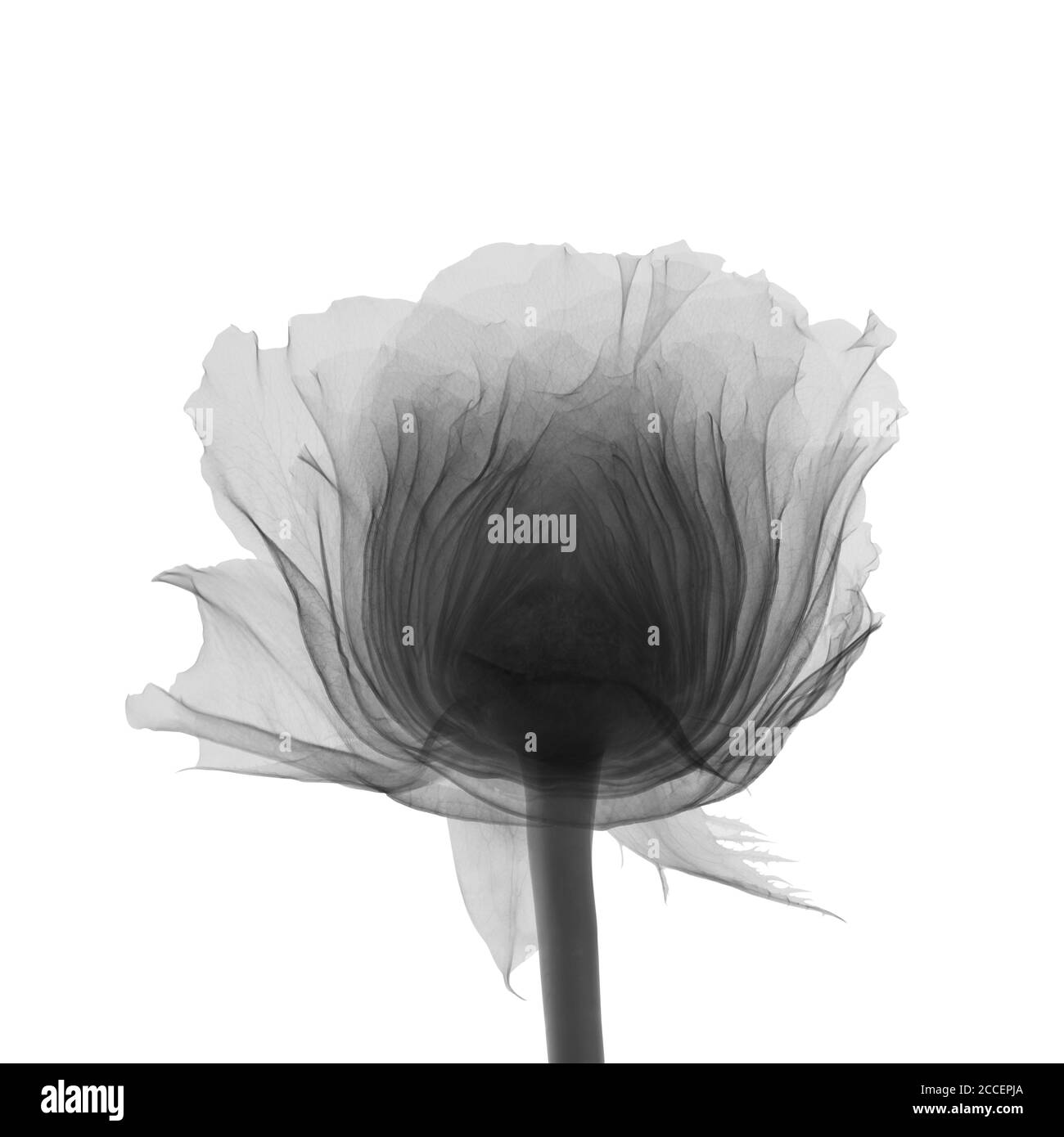 X Ray Flower High Resolution Stock Photography and Images - Alamy