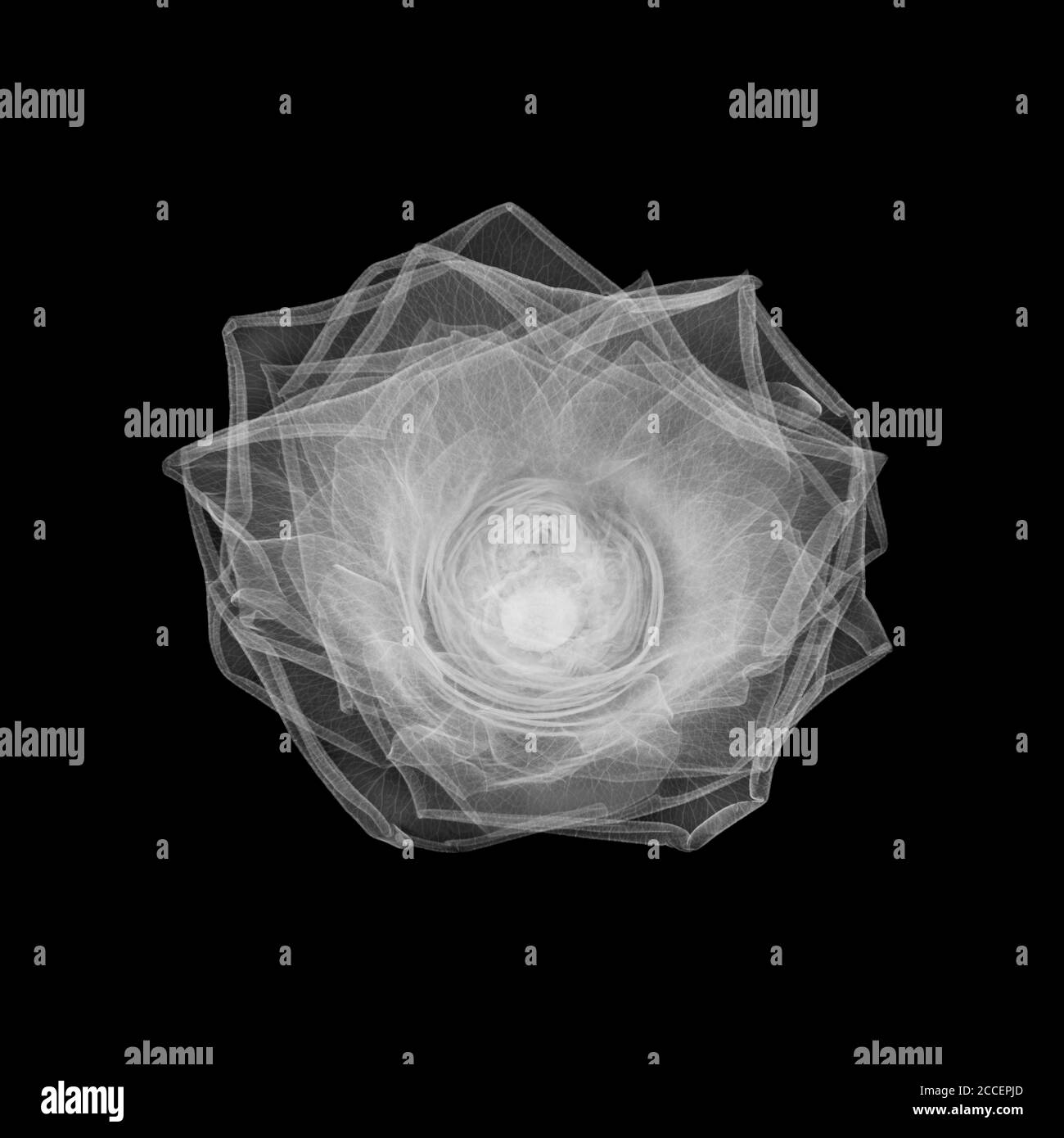 Rose flower head, X-ray Stock Photo - Alamy