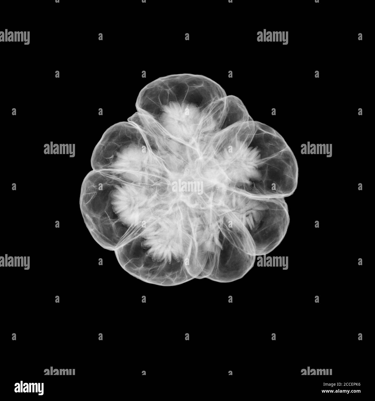 Seed head, X-ray Stock Photo - Alamy