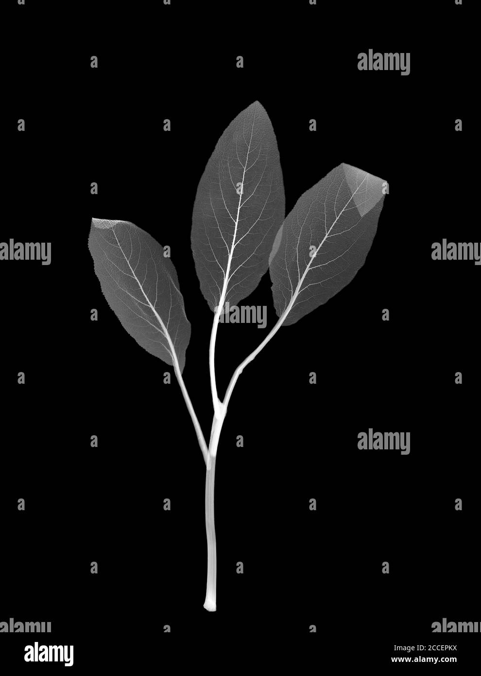 Hedge nettle leaves (Stachys sp.), X-ray Stock Photo - Alamy