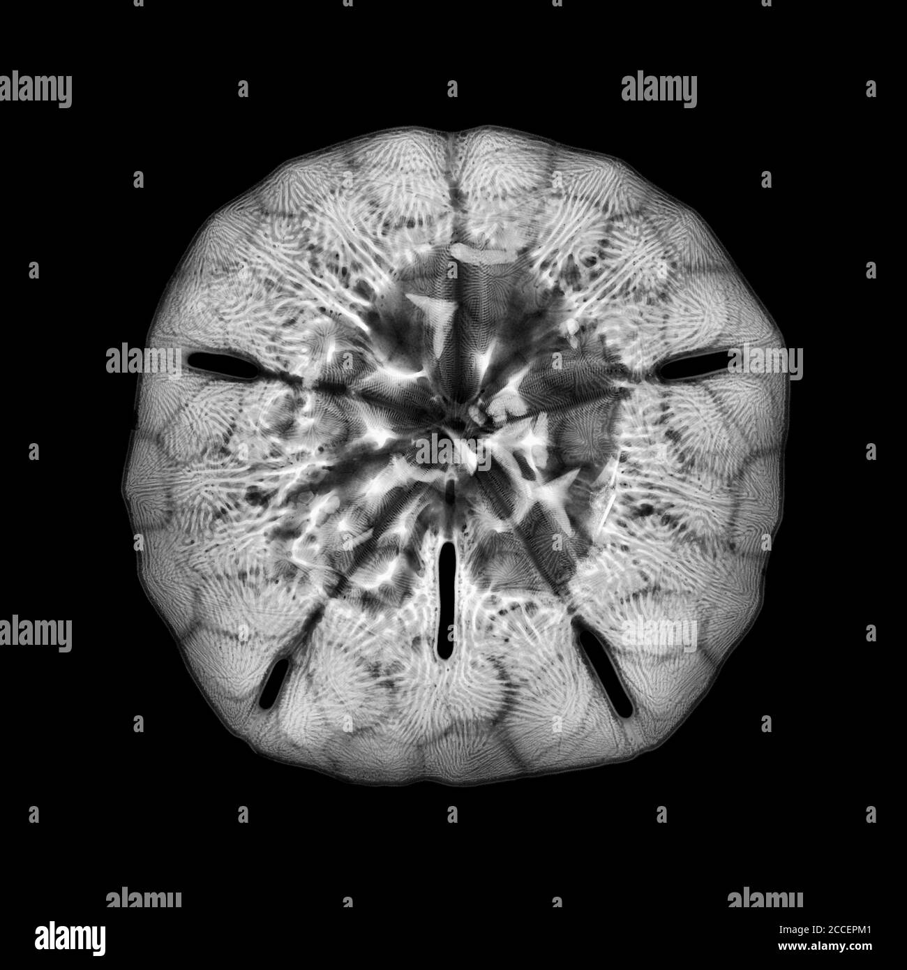 Sand dollar sea urchin, X-ray Stock Photo - Alamy