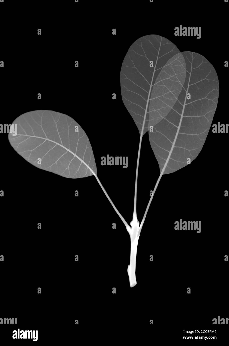 Smoke ray Black and White Stock Photos & Images - Alamy