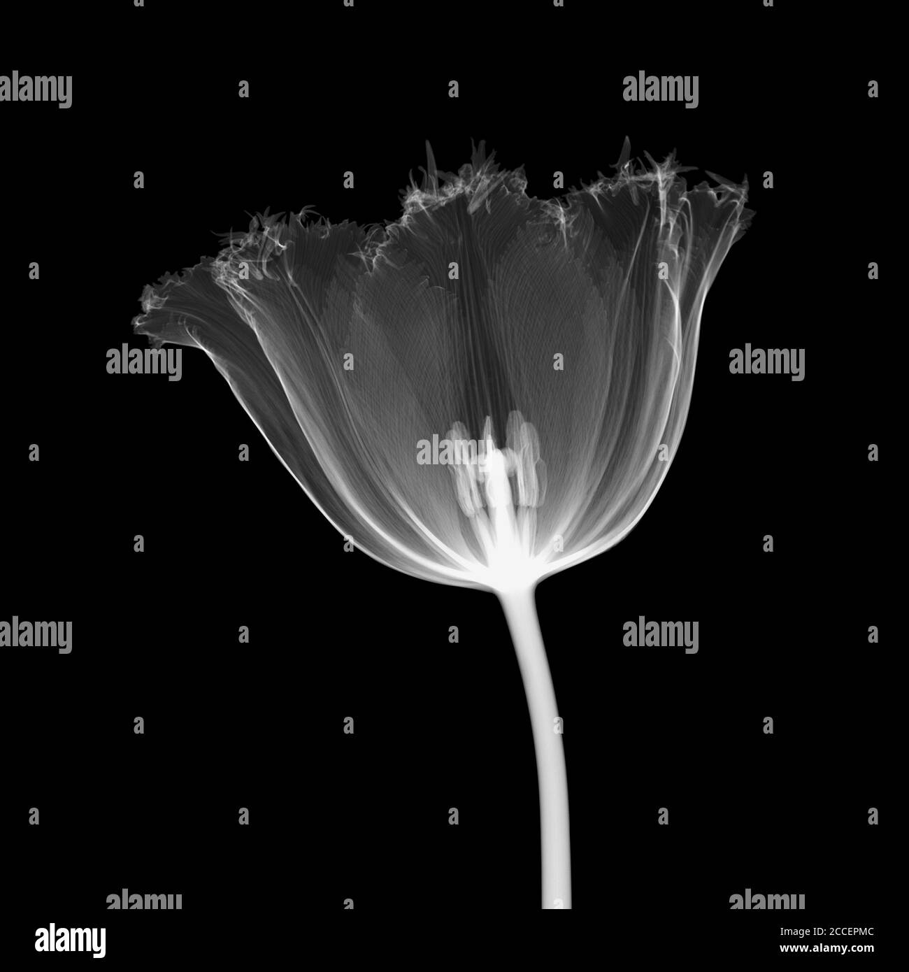 Close up white tulip Black and White Stock Photos & Images - Alamy