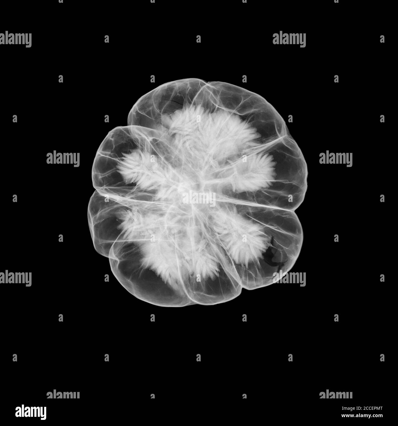 Seeds seed plant [plant Black and White Stock Photos & Images - Alamy