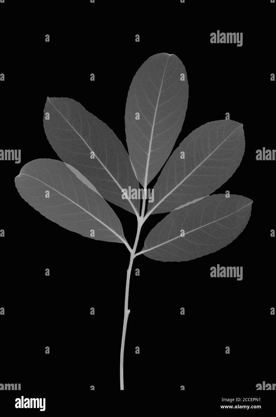 Laurel leaf background hi-res stock photography and images - Alamy