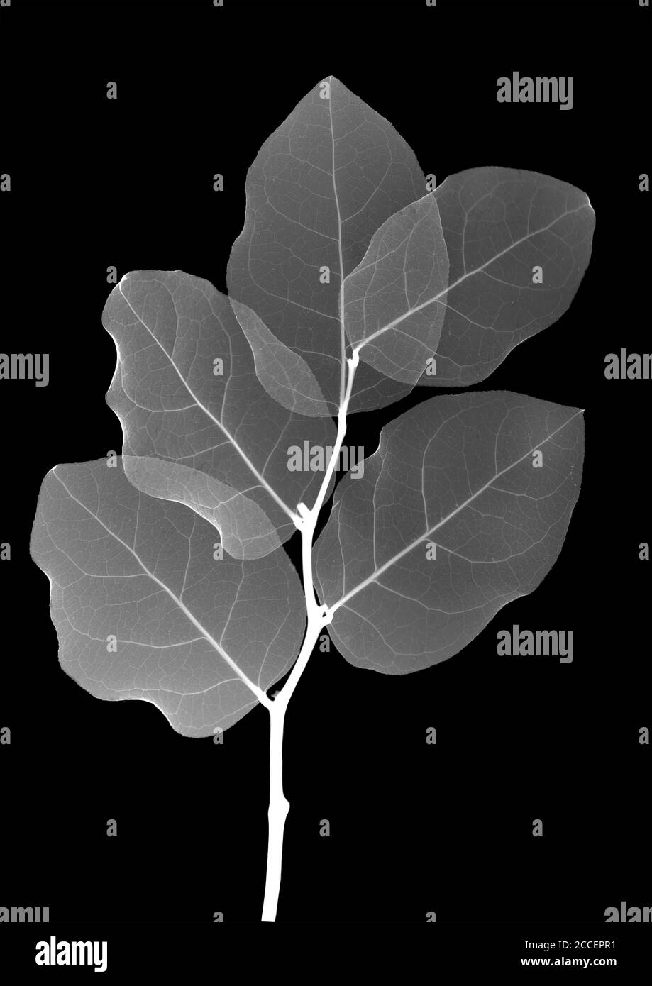 Leaves are small Black and White Stock Photos & Images - Alamy