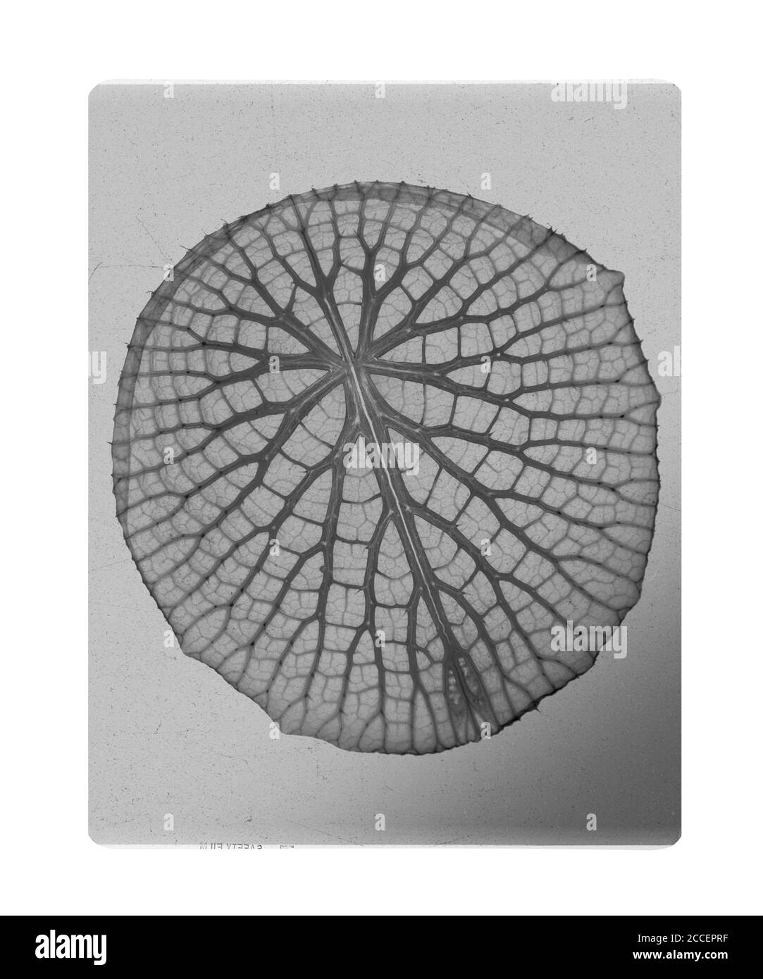 Victoria water lily leaf, X-ray Stock Photo - Alamy
