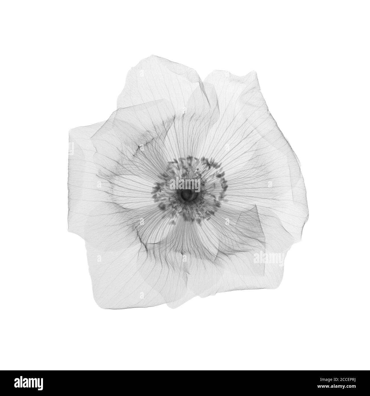 X ray flower hi-res stock photography and images - Alamy