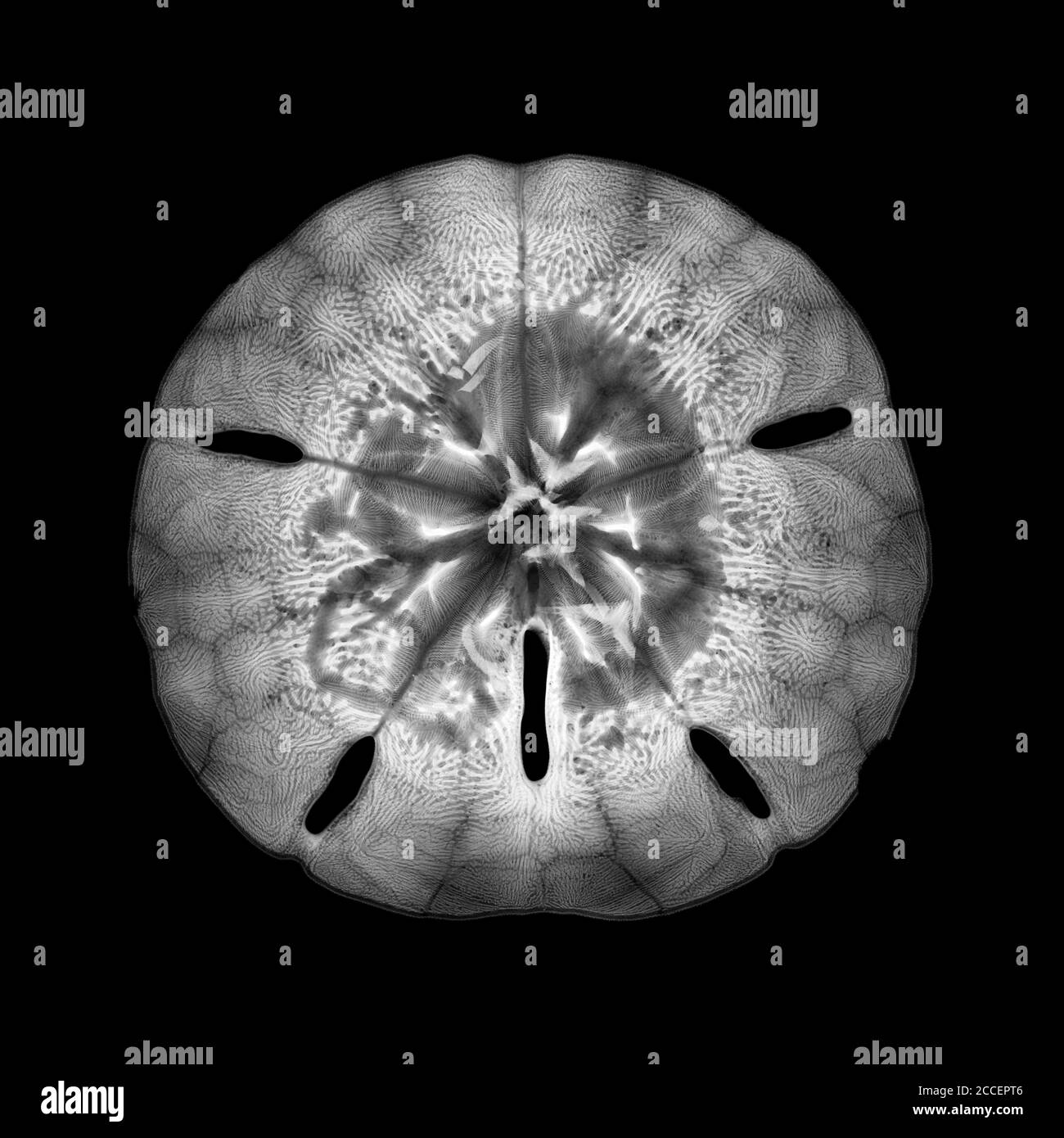 Sand dollar sea urchin, X-ray Stock Photo - Alamy
