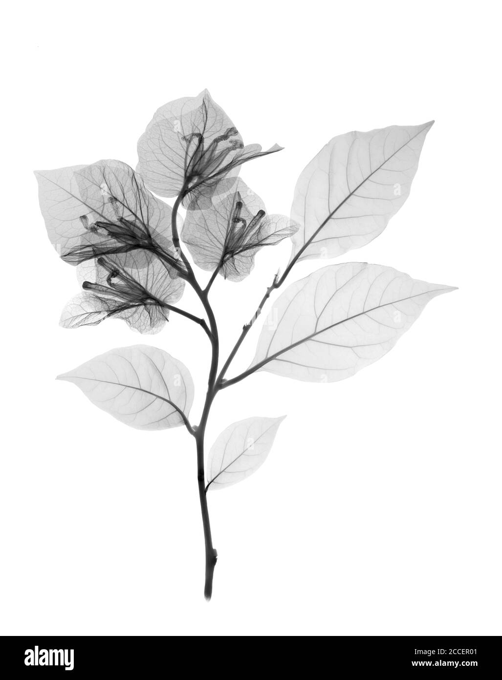 Plant bougainvillea Black and White Stock Photos & Images - Alamy