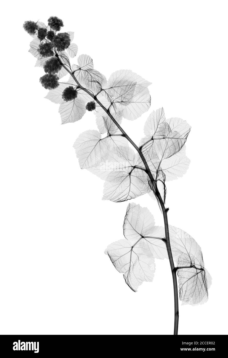 Blackberry plant, X-ray Stock Photo - Alamy