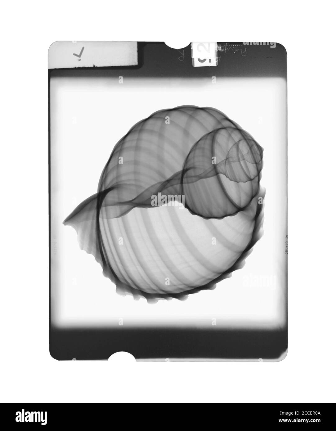 Conch seashell, X-ray Stock Photo - Alamy