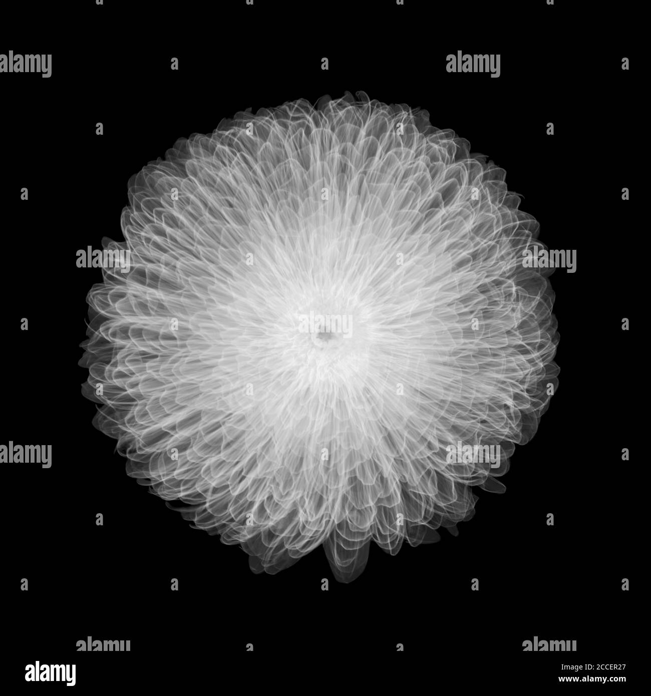 X ray flower hi-res stock photography and images - Alamy