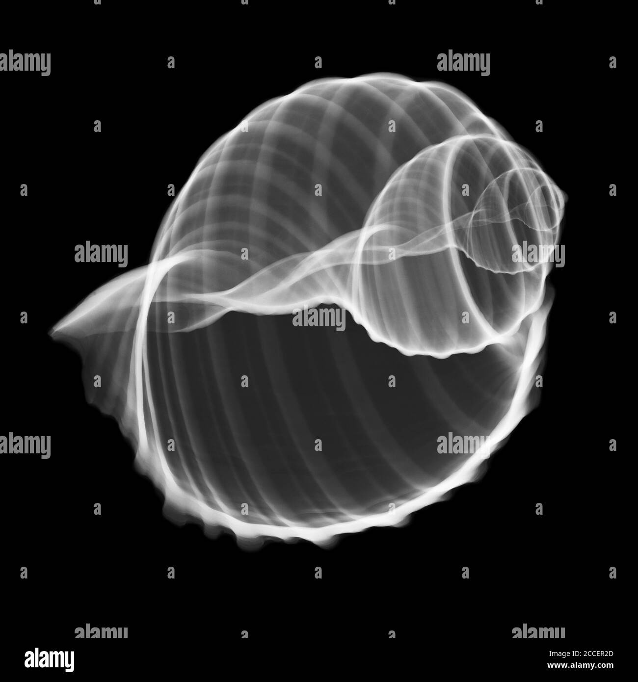 Spiralling conch hi-res stock photography and images - Alamy