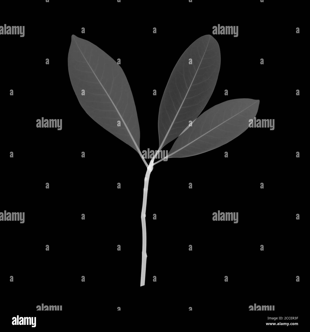 Laurel leaf background hi-res stock photography and images - Alamy