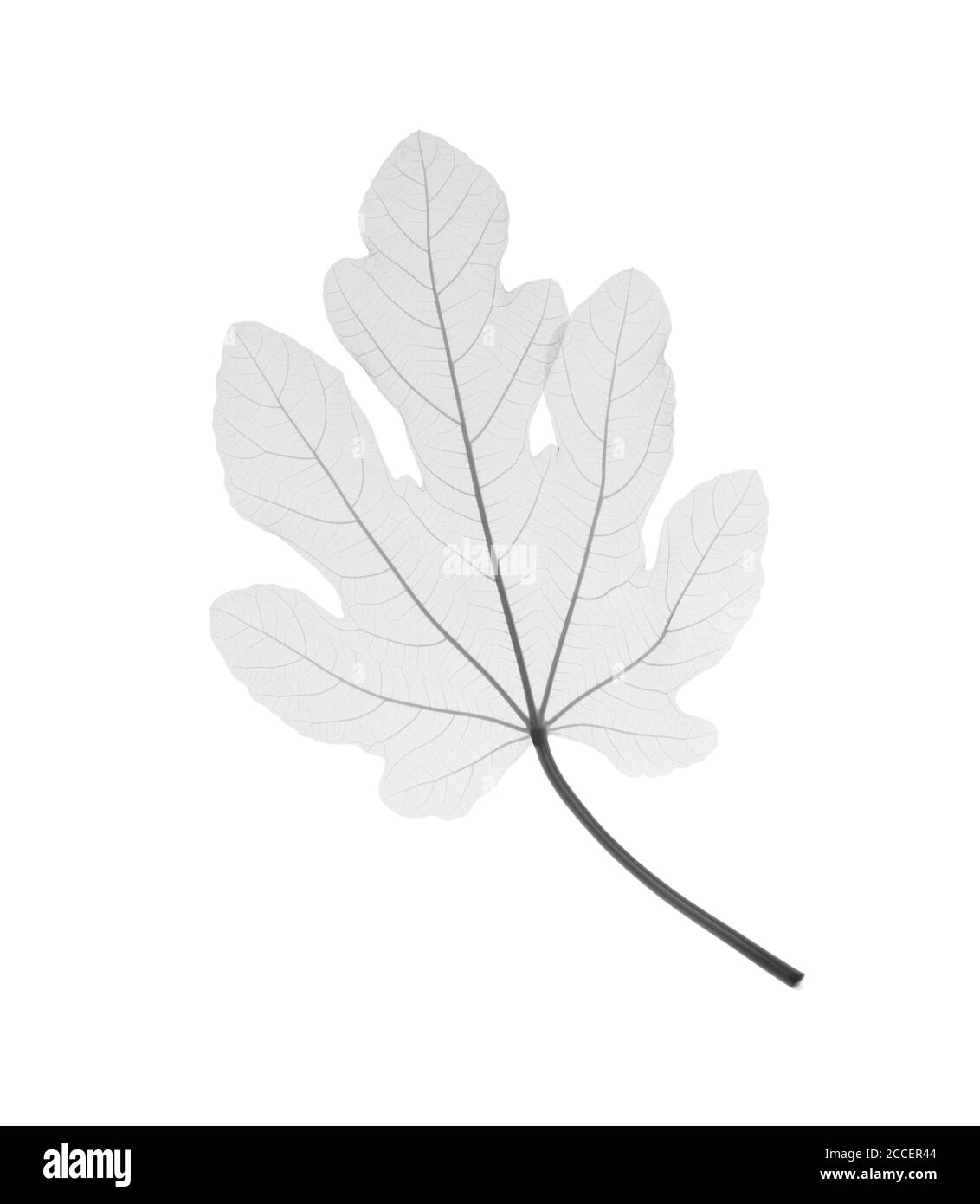 Fig leaf, X-ray Stock Photo - Alamy