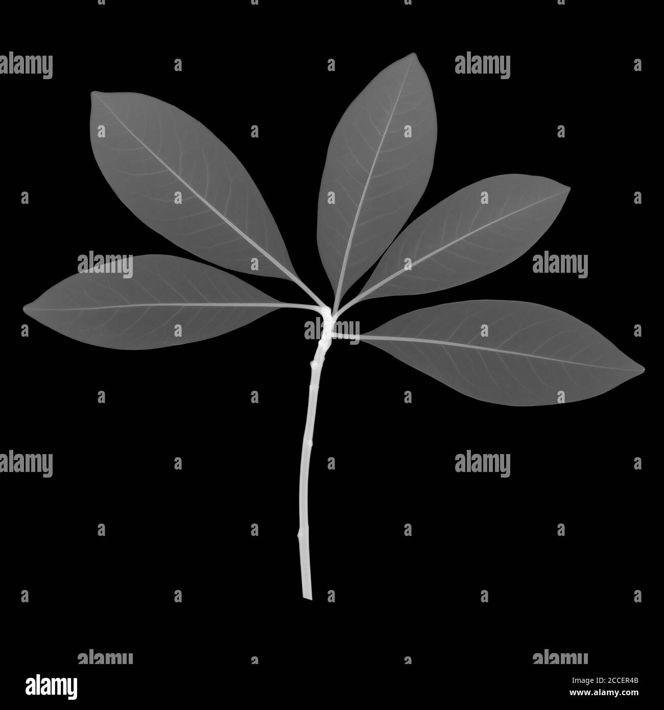 Laurel leaf background hi-res stock photography and images - Alamy