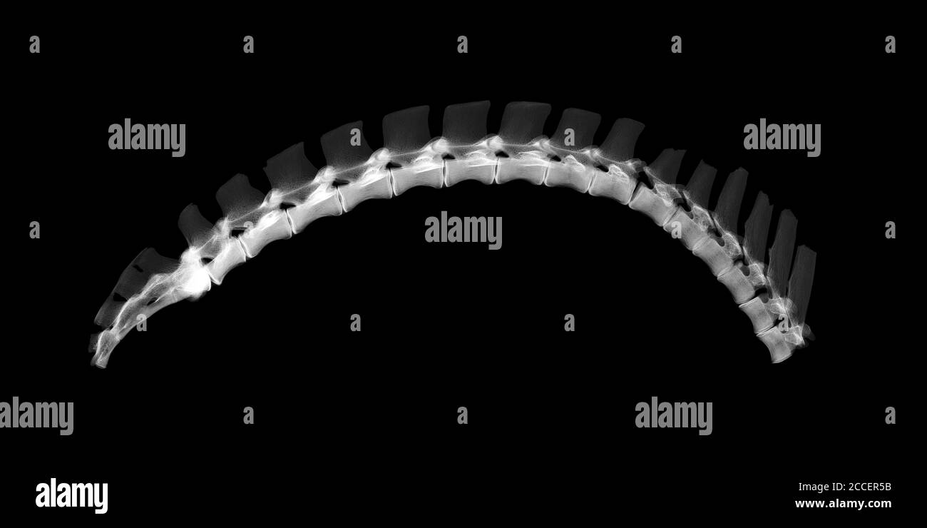 Sheep anatomy Black and White Stock Photos & Images - Alamy