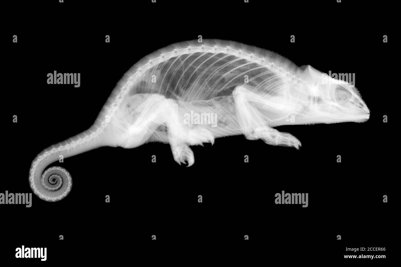 Lizard skeleton hi-res stock photography and images - Alamy