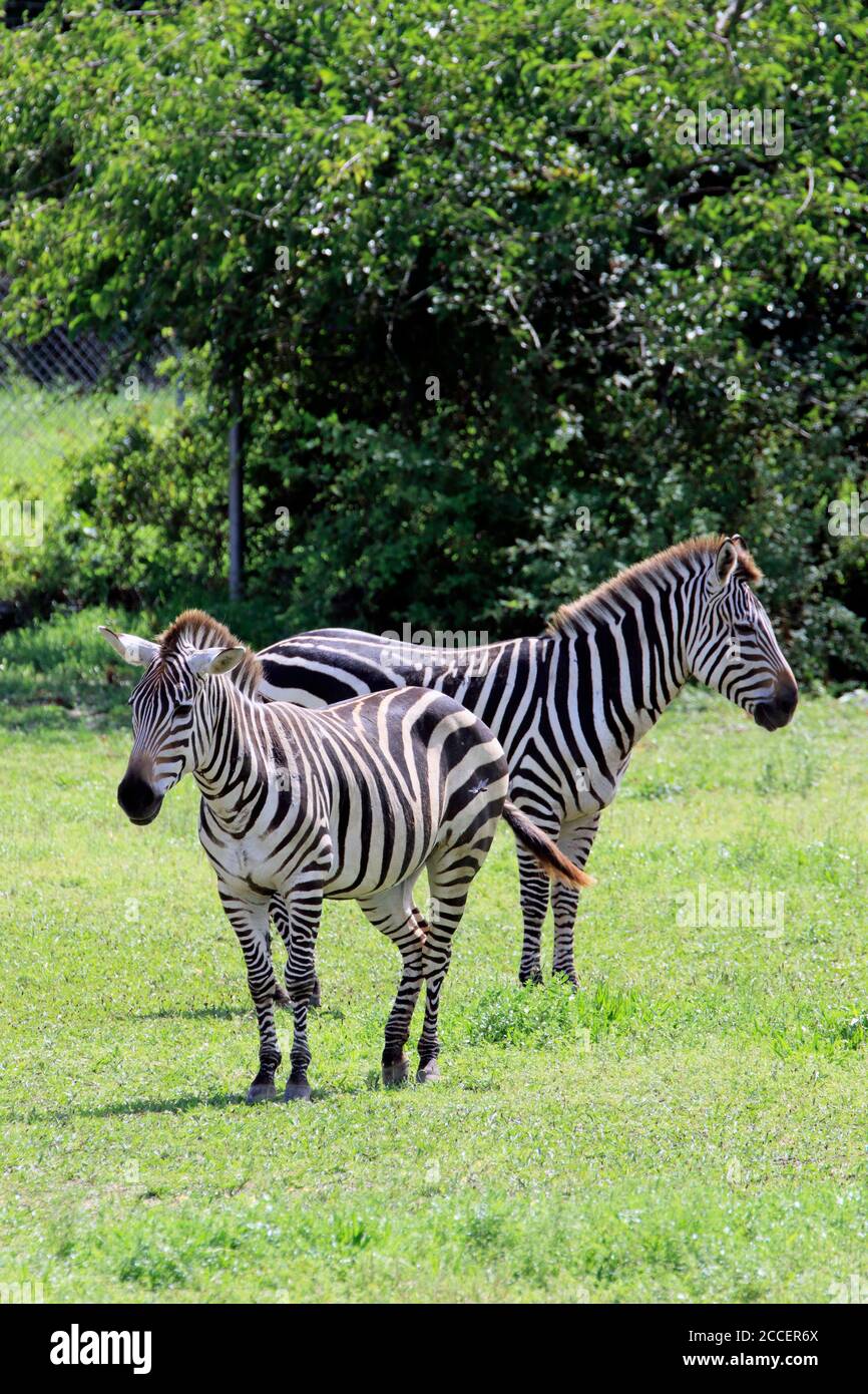 A male and female Grants Zebra standing together in the opon field ...