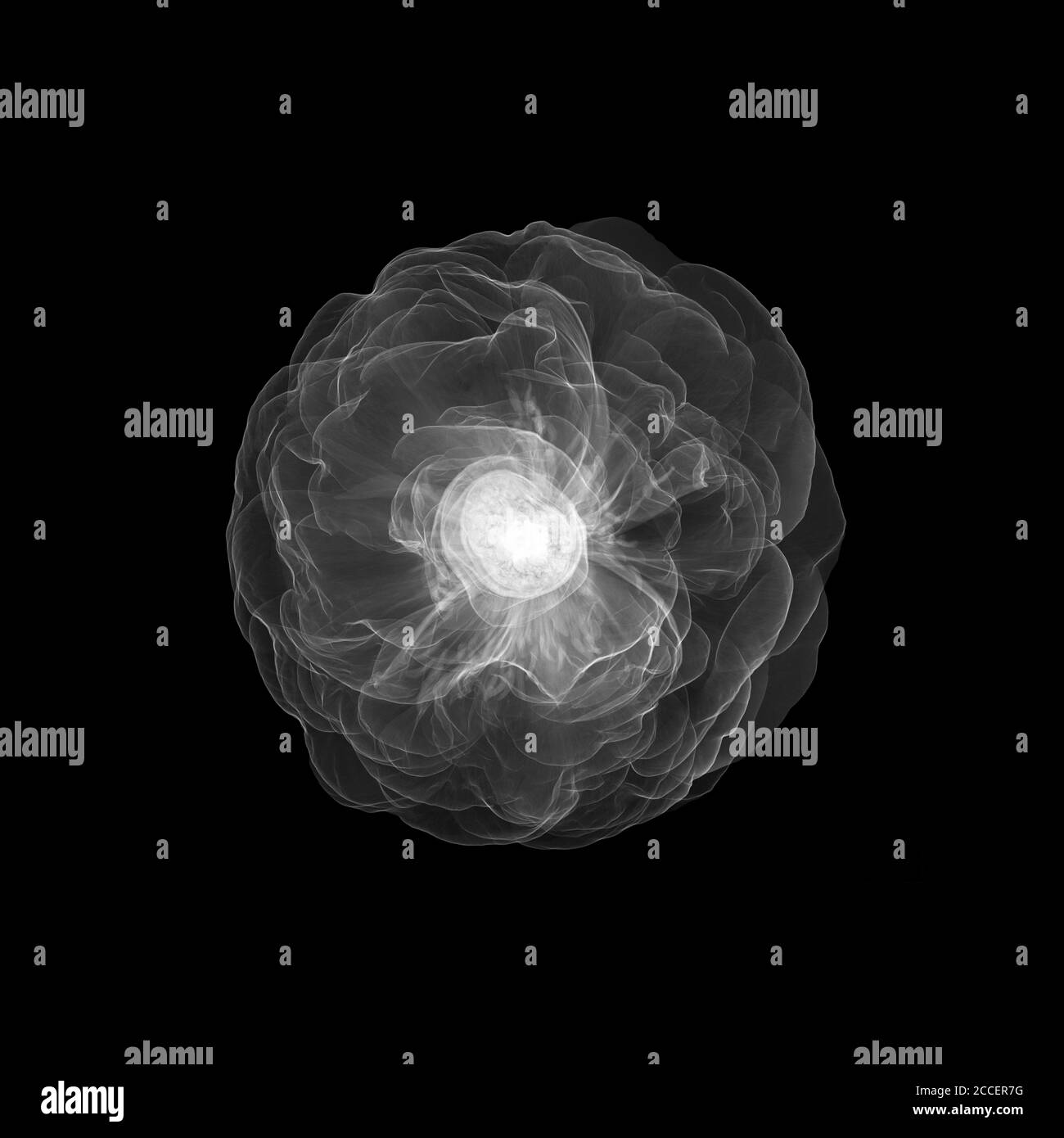 Single peony flower Black and White Stock Photos & Images - Alamy