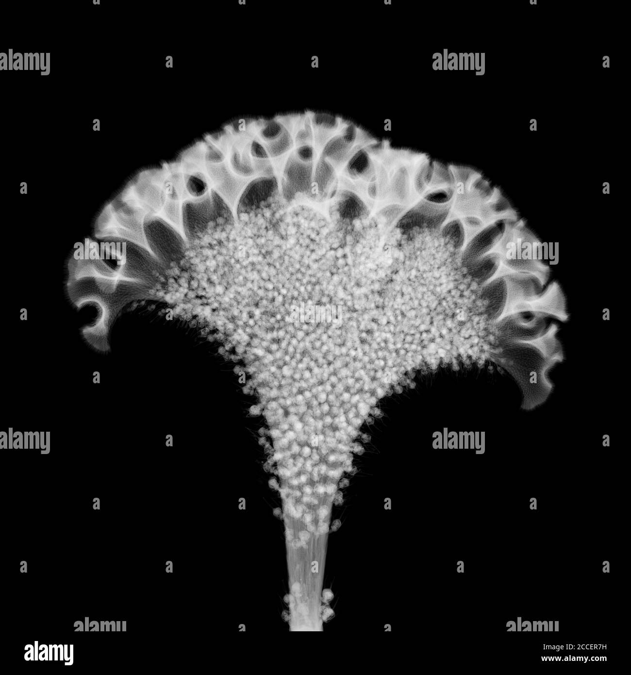 Cockscomb flower head (Celosia cristata), X-ray Stock Photo - Alamy