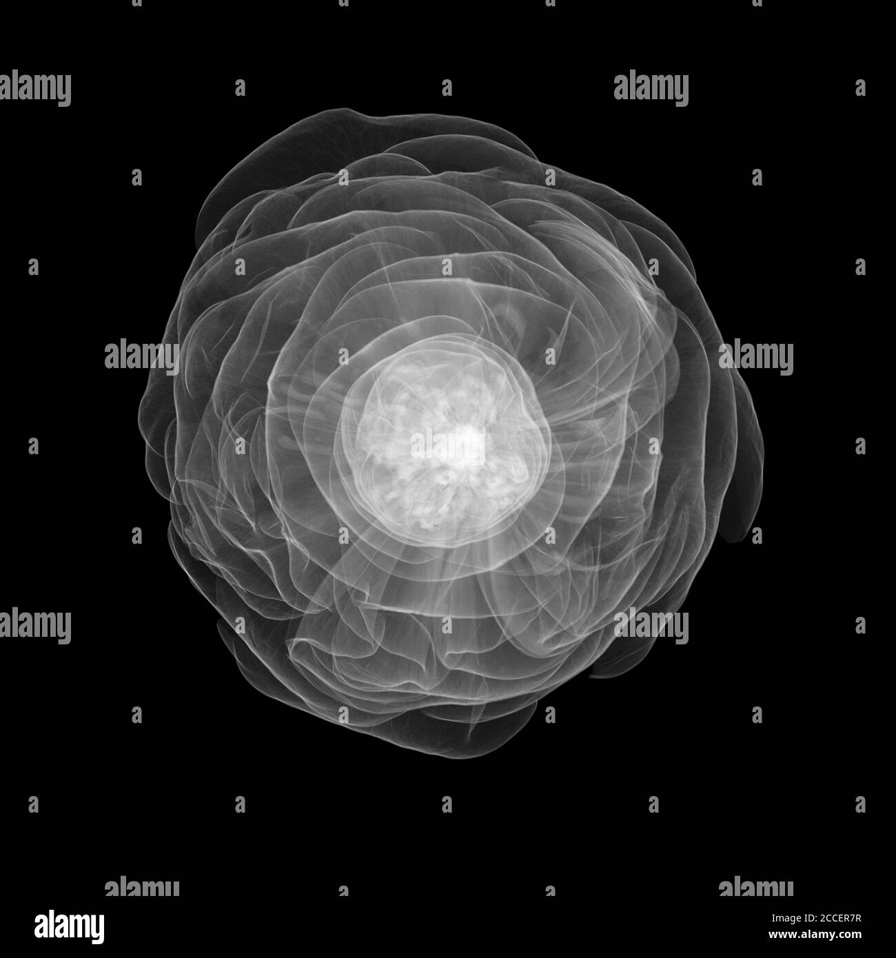 Single peony flower Black and White Stock Photos & Images - Alamy