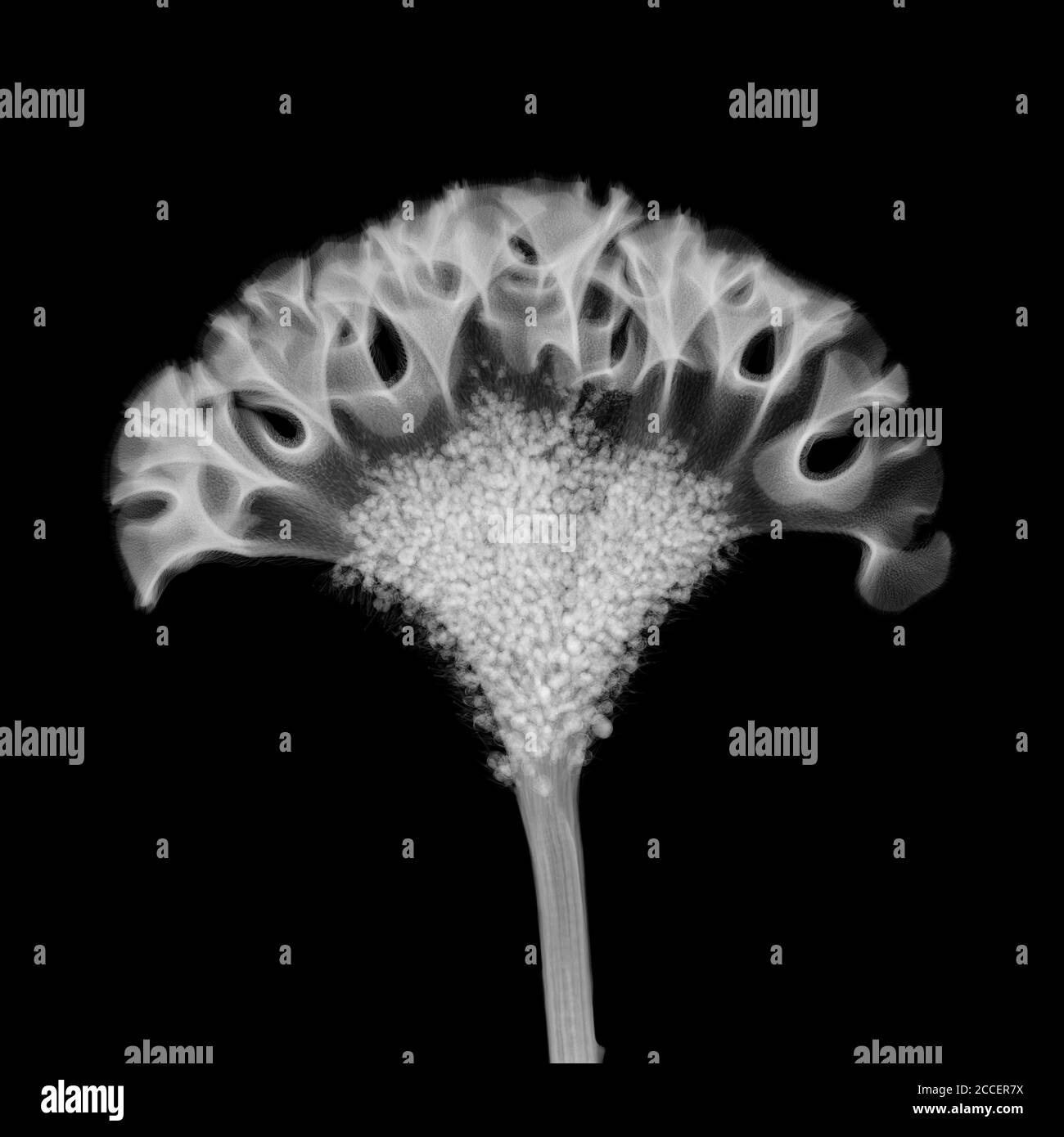 Cockscomb flower head (Celosia cristata), X-ray Stock Photo - Alamy