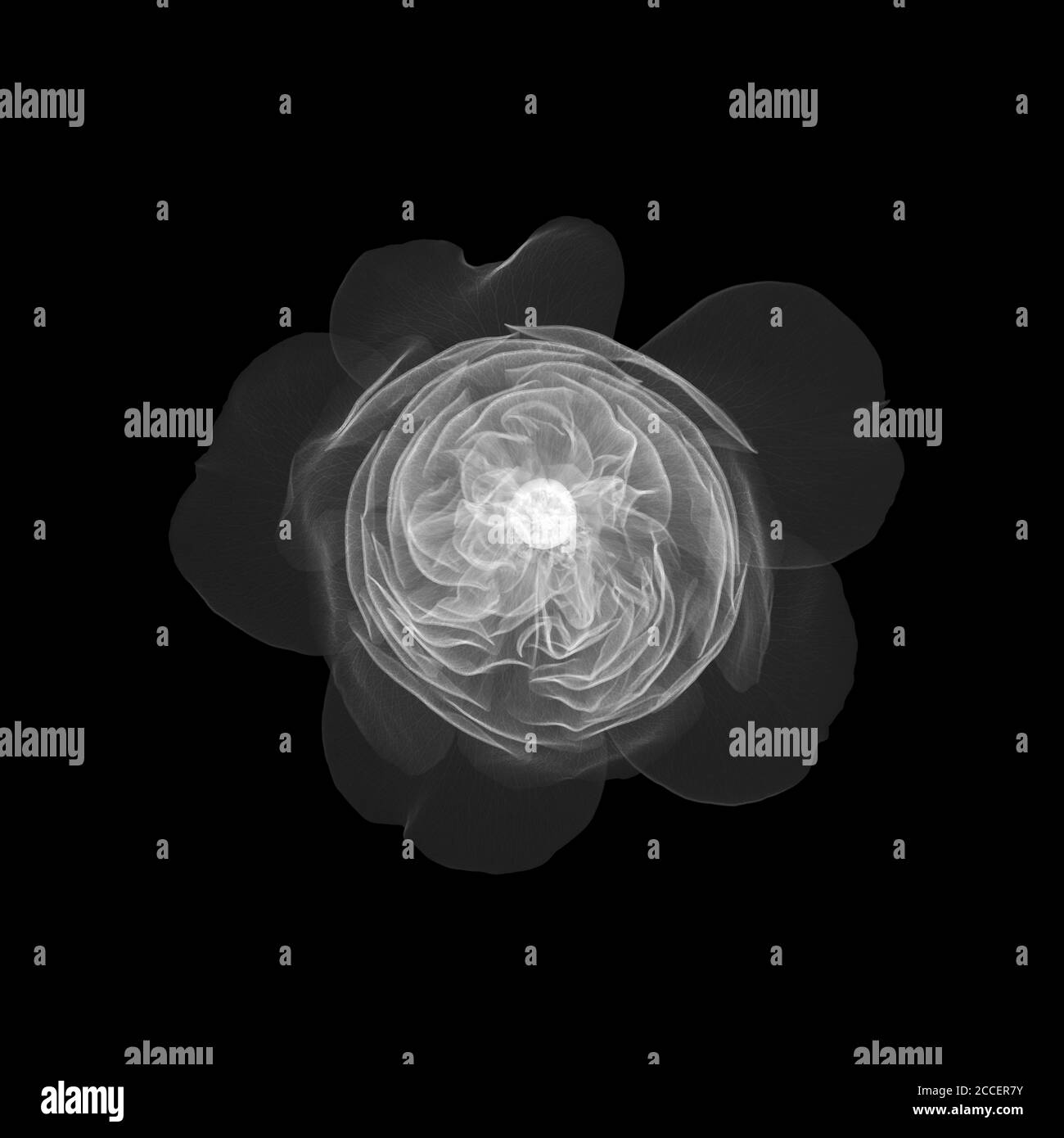 Old English rose, X-ray Stock Photo - Alamy