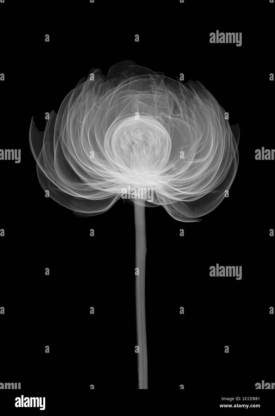 Single peony flower Black and White Stock Photos & Images - Alamy