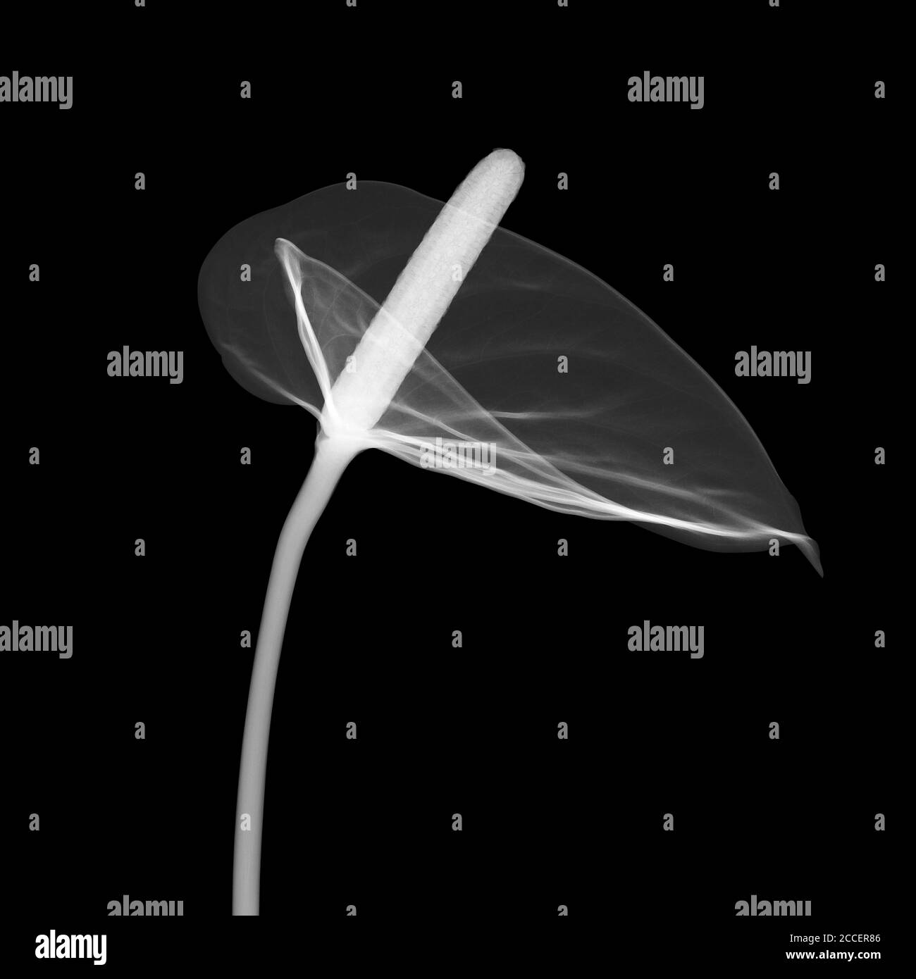 Flamingo close up Black and White Stock Photos & Images - Alamy