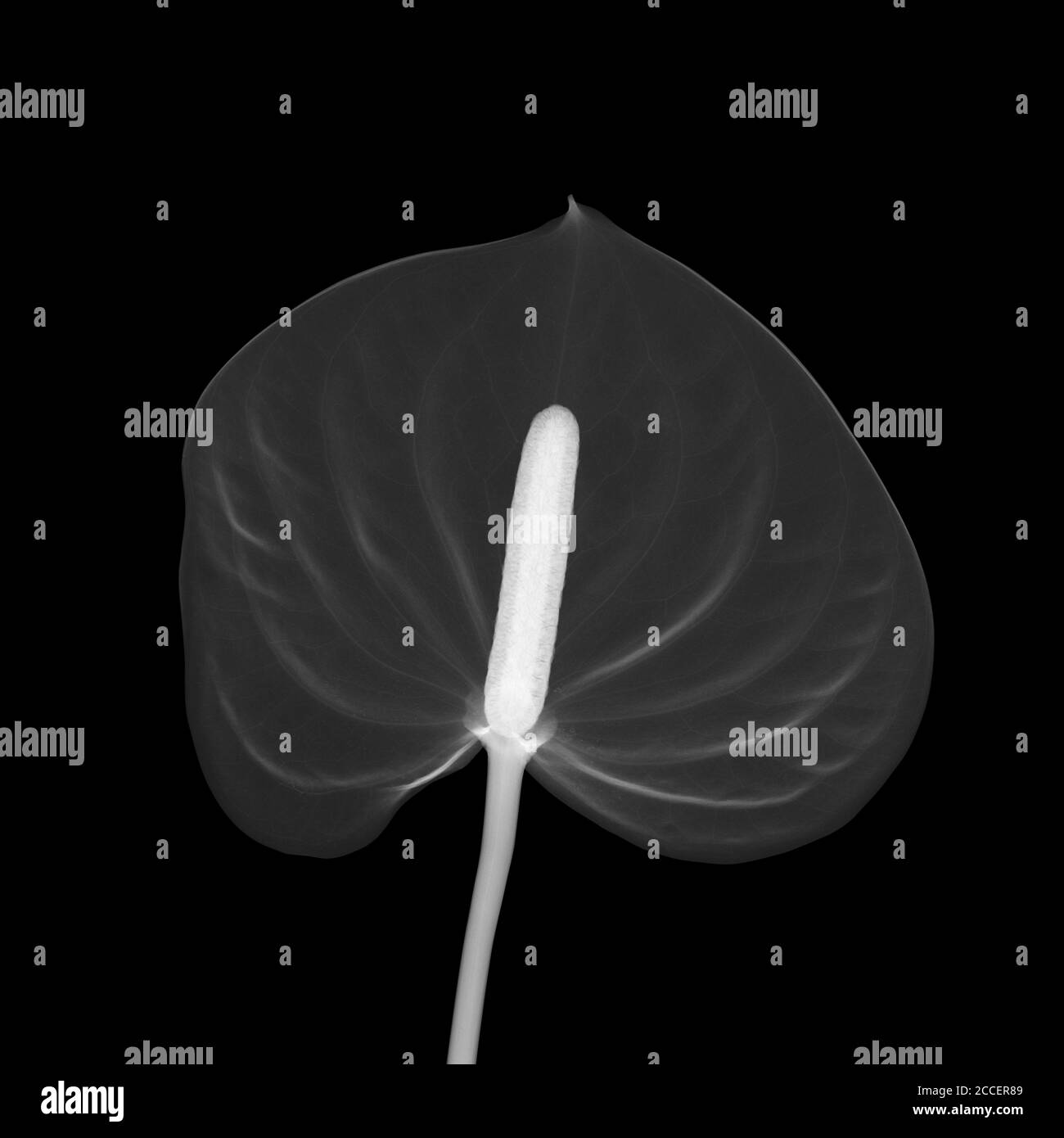 Flamingo close up Black and White Stock Photos & Images - Alamy