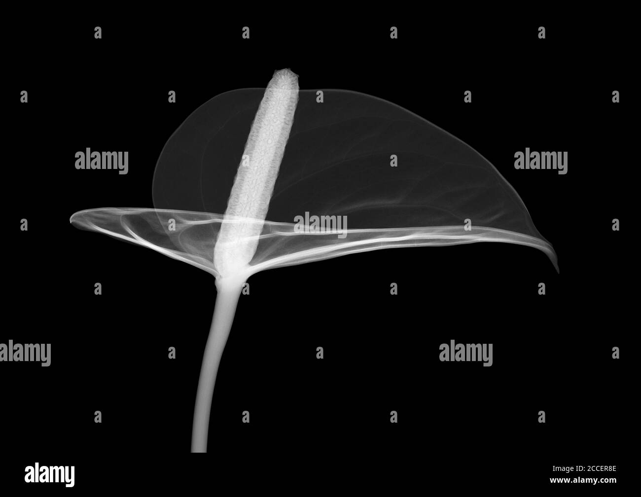 Anthurium Black and White Stock Photos & Images - Alamy