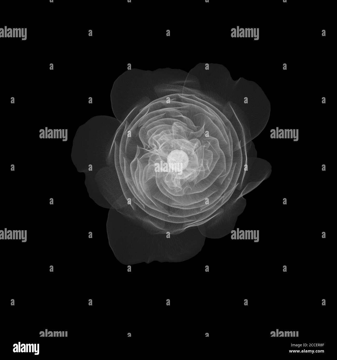 Old English rose, X-ray Stock Photo - Alamy