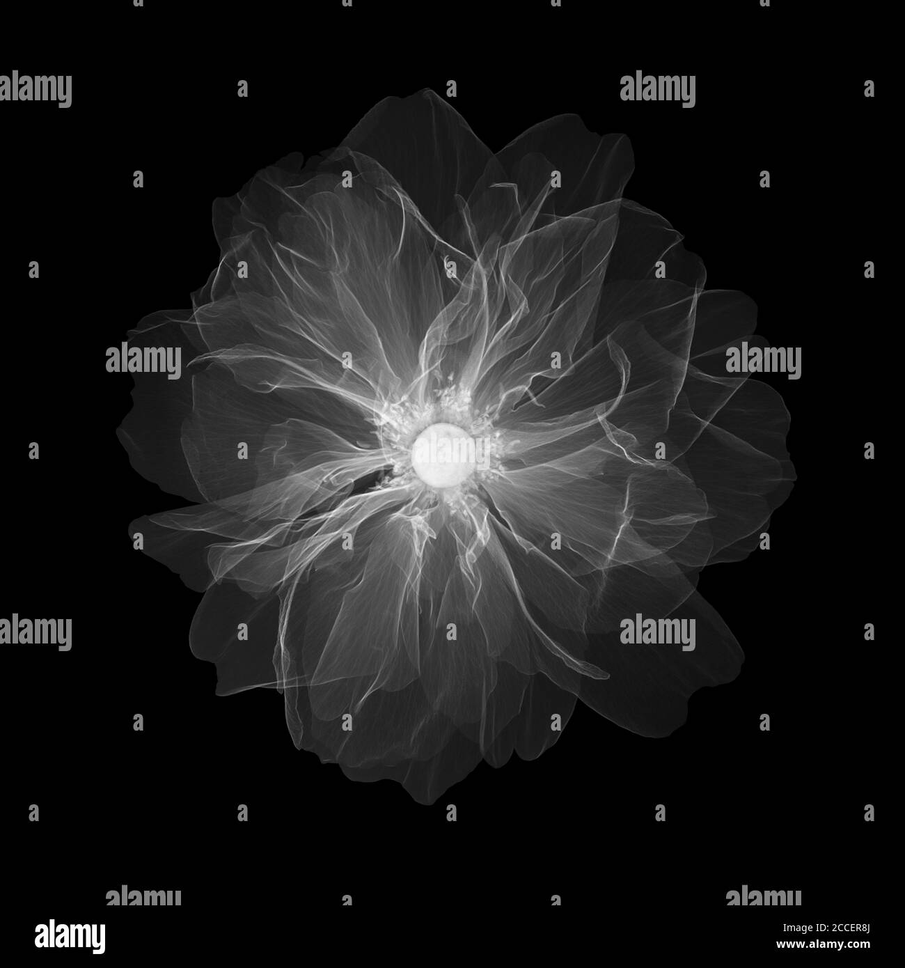 Old English rose, X-ray Stock Photo - Alamy