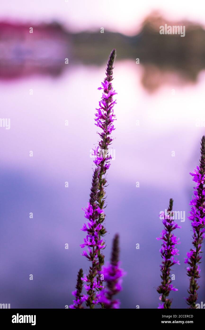 Purple flowrs hi-res stock photography and images - Alamy