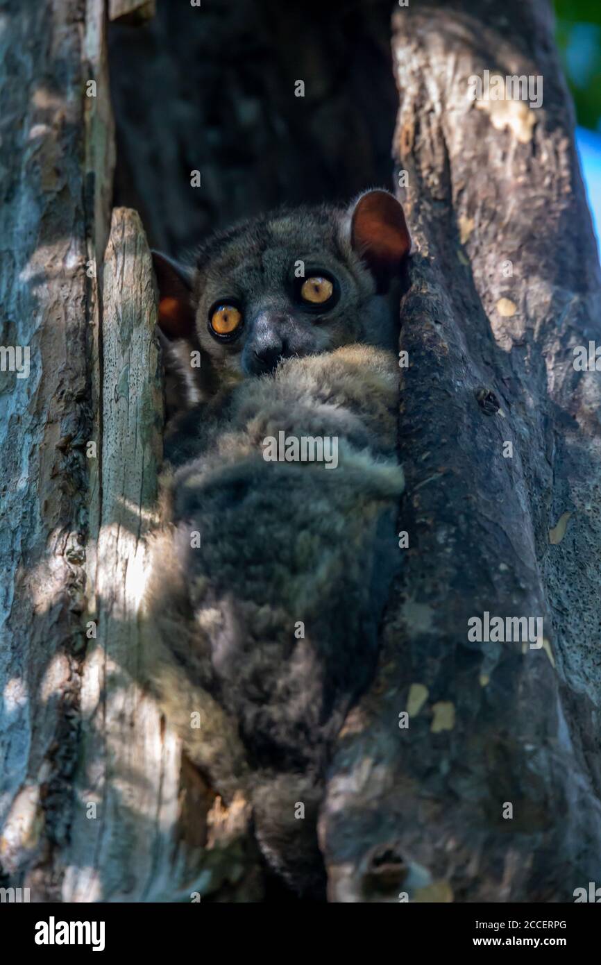 Lesser mouse lemur hi-res stock photography and images - Alamy