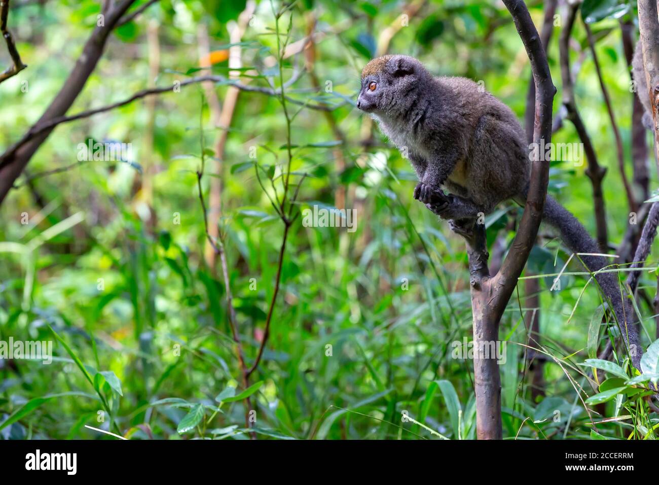 The Funny bamboo lemurs on a tree branch watch the visitors Stock Photo ...