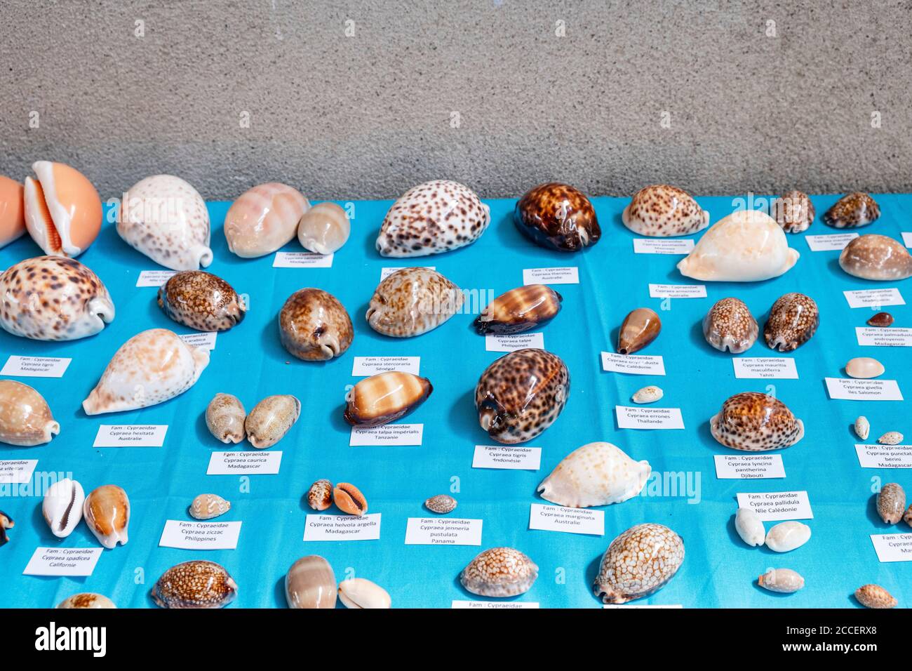 Seashells Pictures And Names