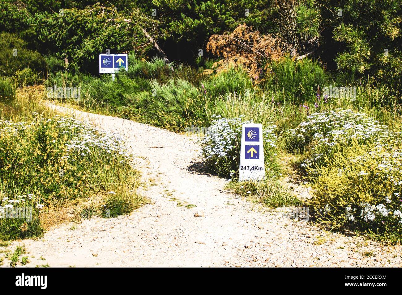 arrow and shell of the camino de santiago indicating the way Stock ...