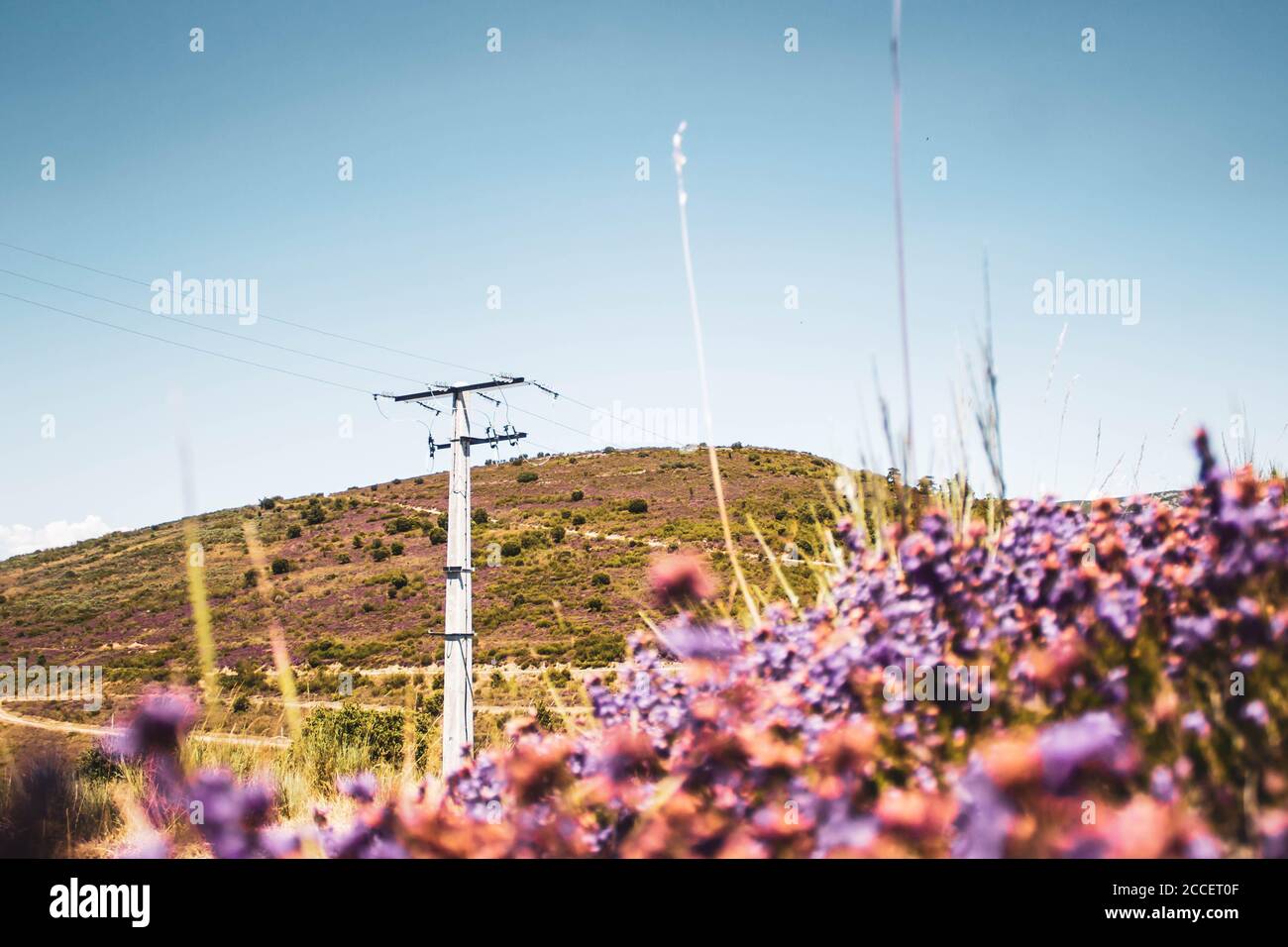 electric pole in the middle of the field with purple flowers Stock ...