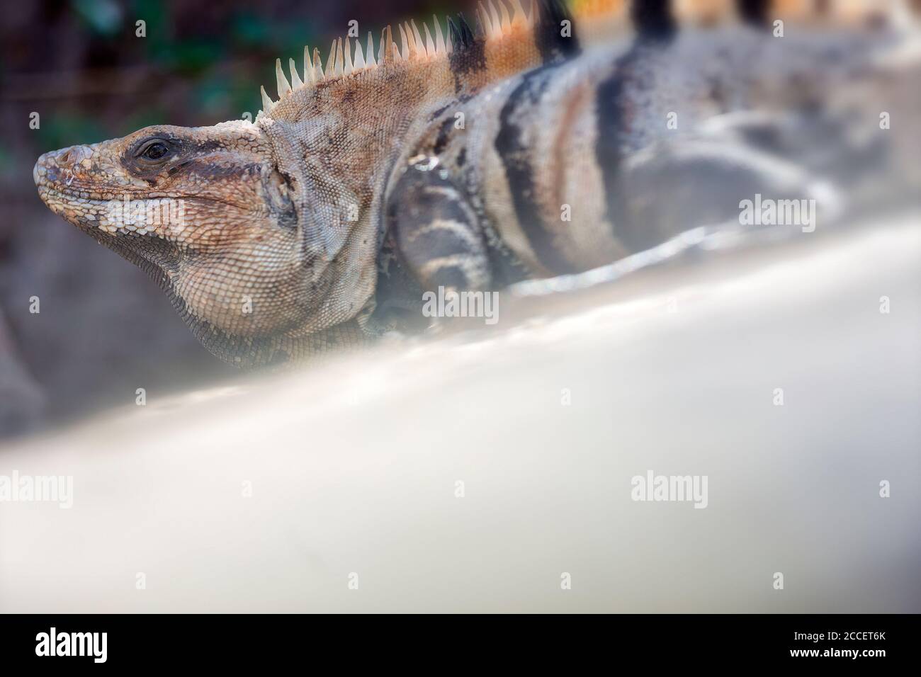 Iguana ( squamate reptile) Yucatan Mexico Stock Photo - Alamy